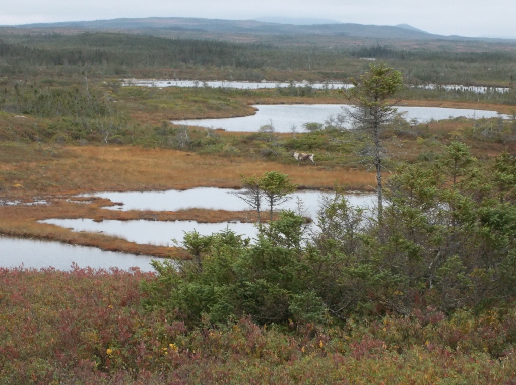 101_0046 (1024×764) | Spruce Pond Outfitters