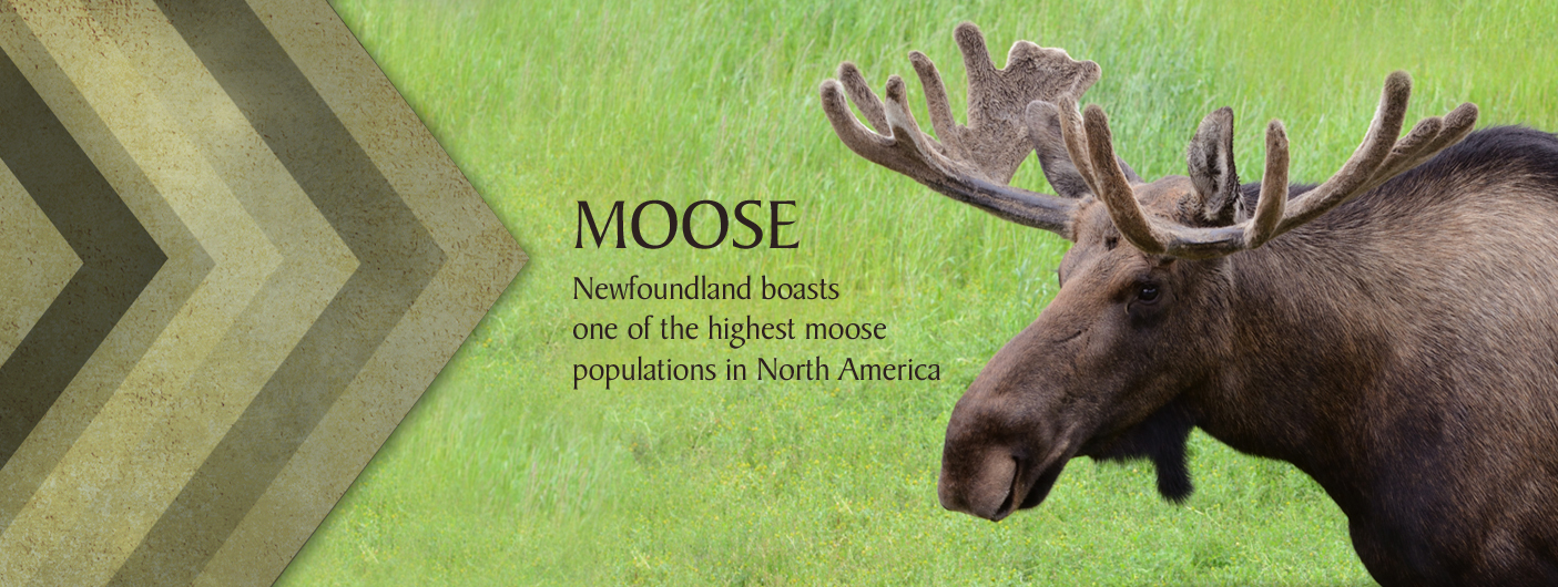 2_moose - Spruce Pond OutfittersSpruce Pond Outfitters