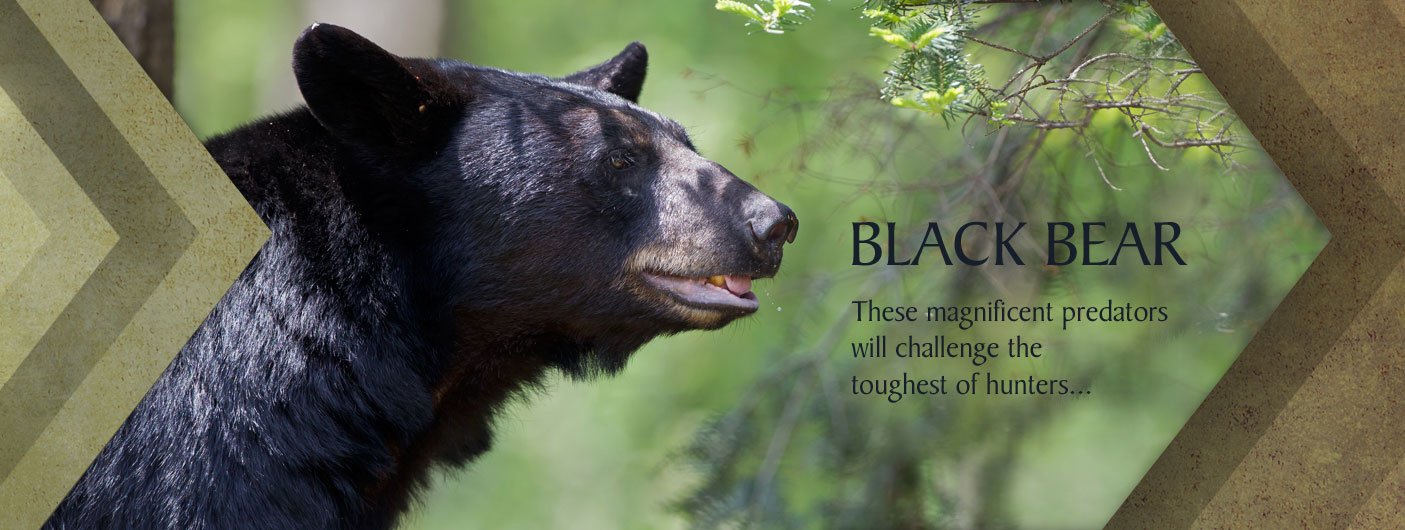 5_web_bear | Spruce Pond Outfitters