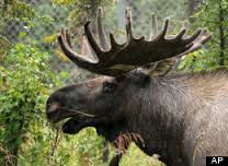 Field judging a bull moose - Spruce Pond OutfittersSpruce Pond Outfitters
